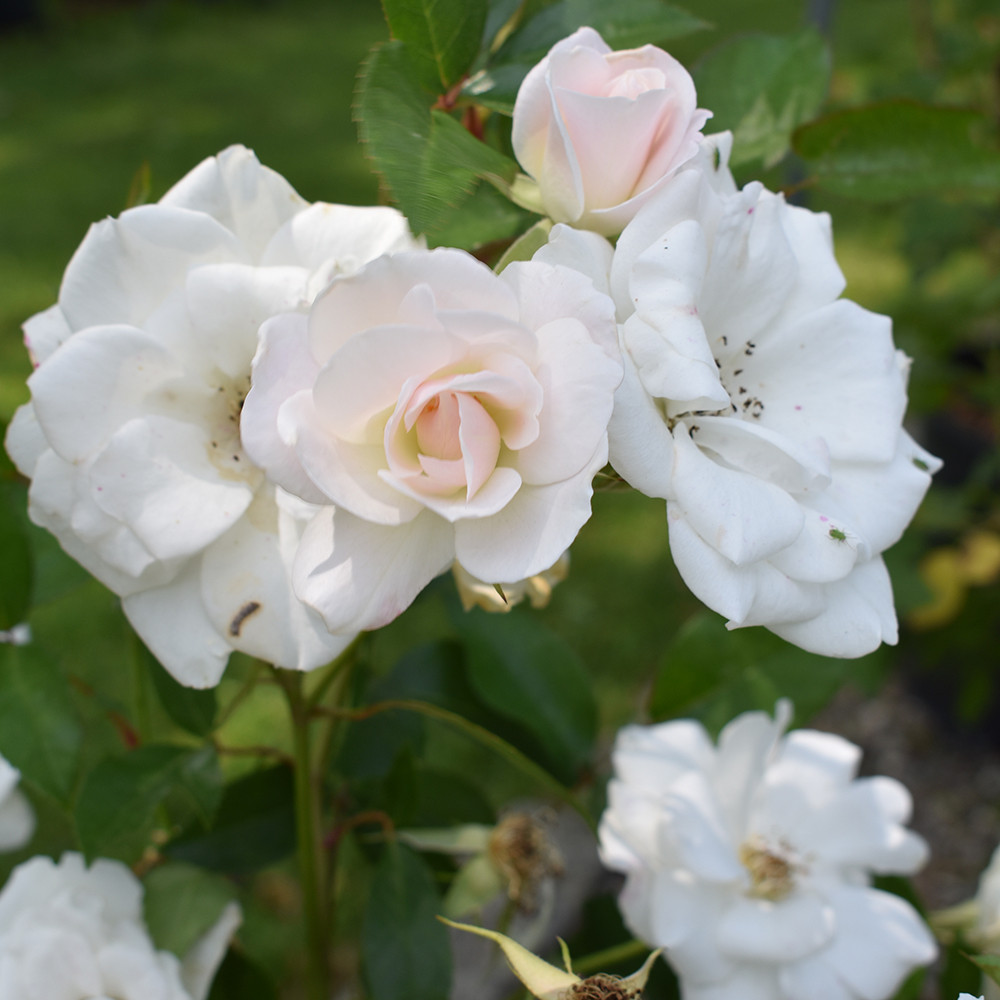Rosa 'At Last' - Horsford Gardens and Nursery