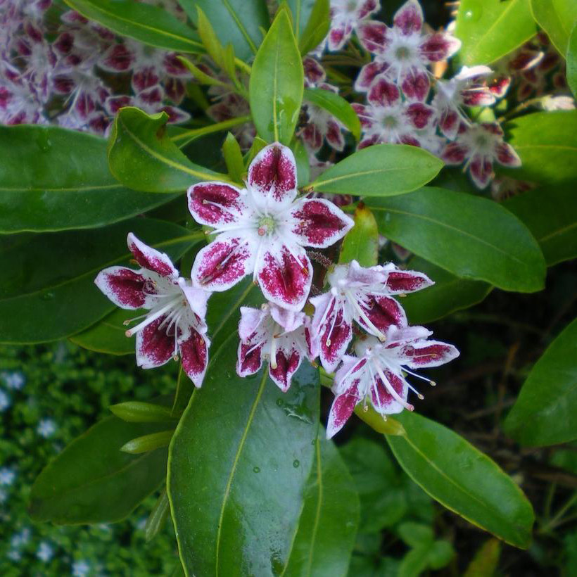 Broadleaf Evergreens
