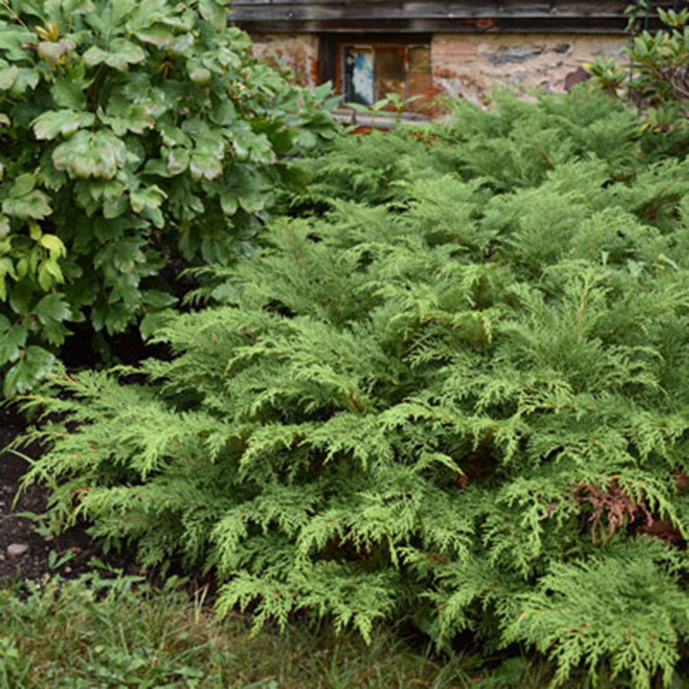 Microbiota decussata - Horsford Gardens and Nursery