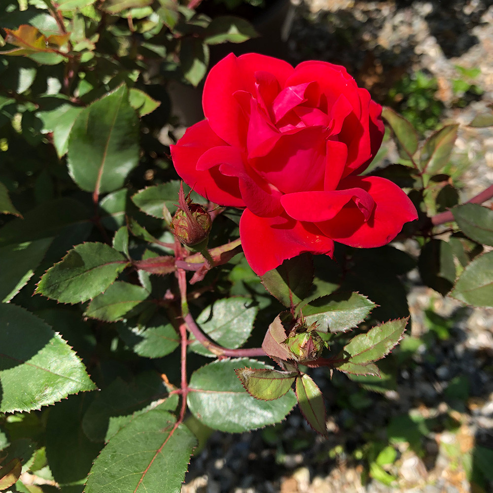 Rosa 'At Last' - Horsford Gardens and Nursery