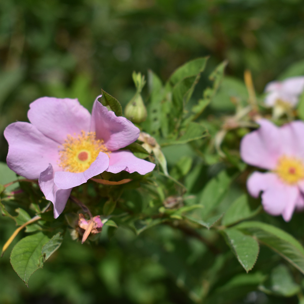 Rosa 'At Last' - Horsford Gardens and Nursery