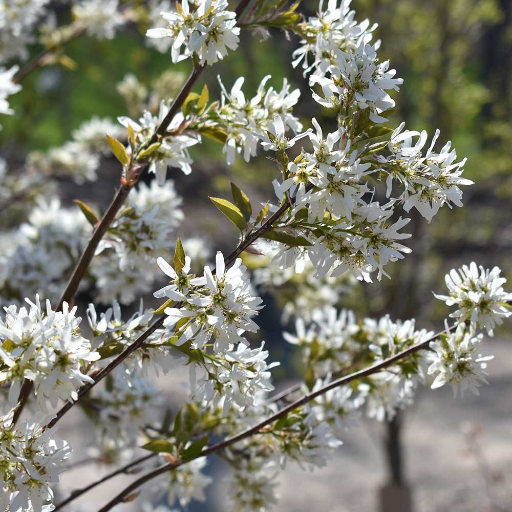 Serviceberry