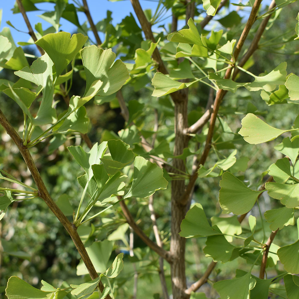 Ginkgo