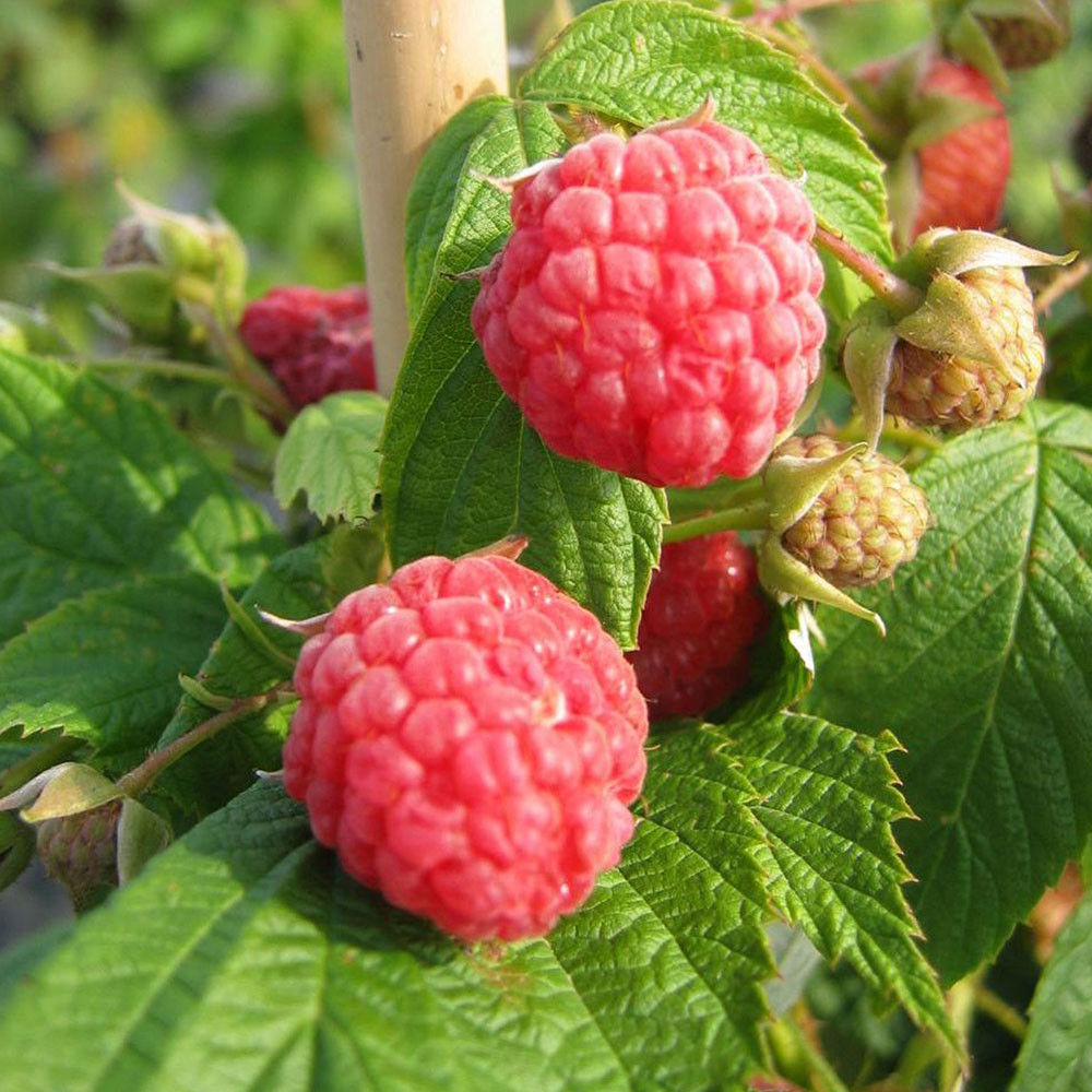 Rubus idaeus 'Fallgold' - Horsford Gardens and Nursery