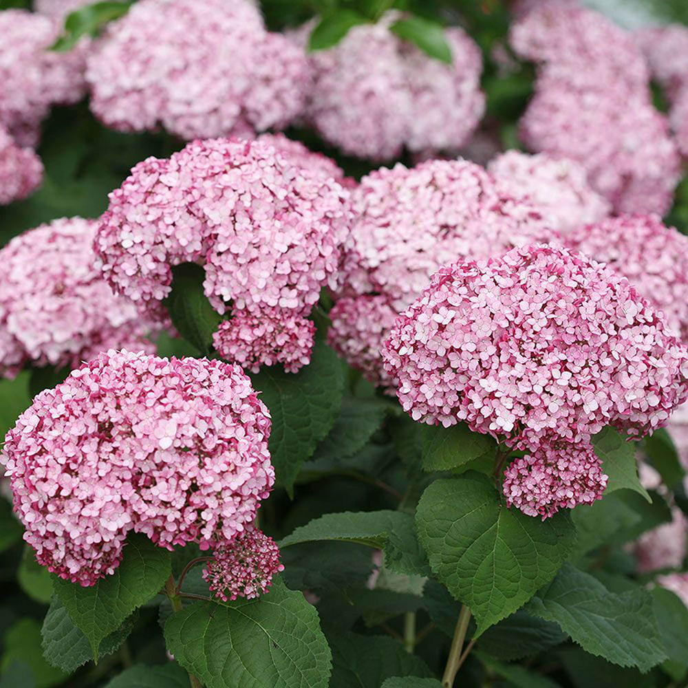 Hydrangea arborescens 'Pinky Pollen Ring' - Horsford Gardens and Nursery