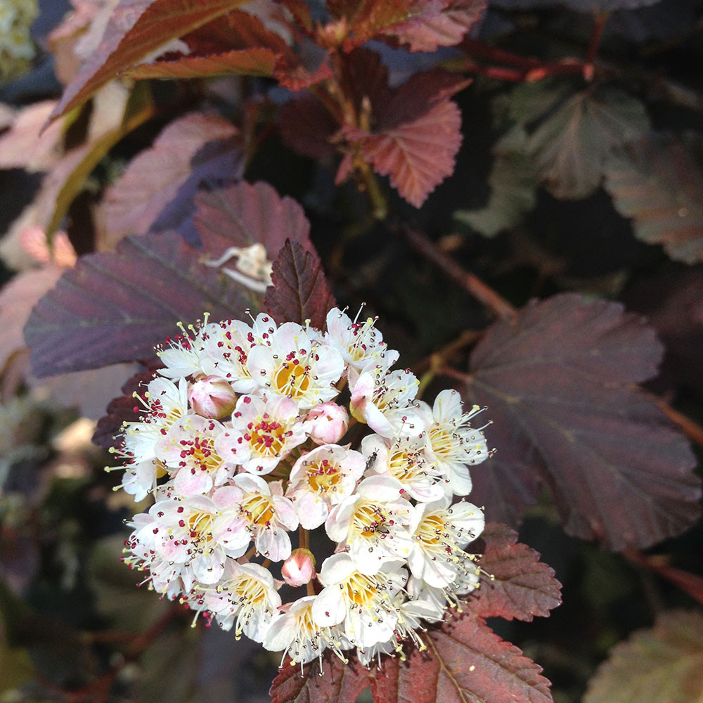 Physocarpus opulifolius 'Little Devil' - Horsford Gardens and Nursery