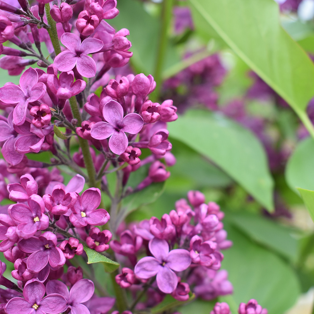 Syringa vulgaris 'Yankee Doodle' - Horsford Gardens and Nursery