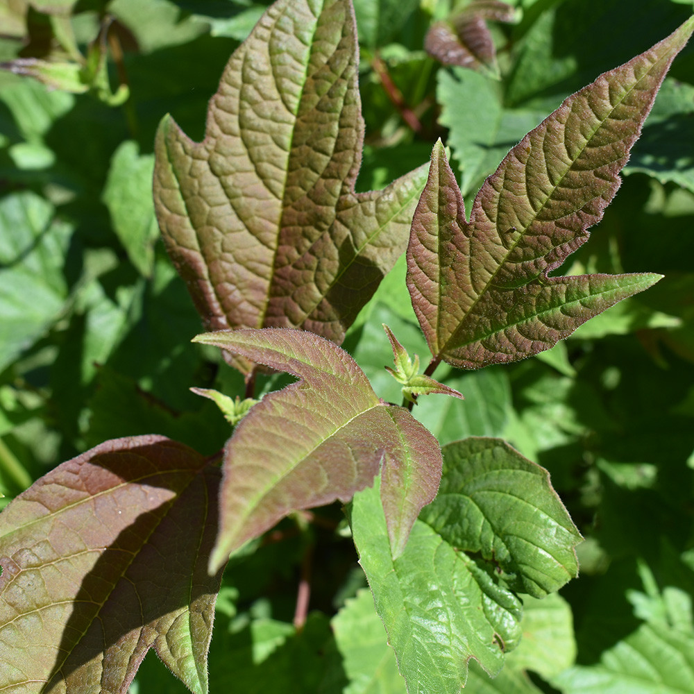 Viburnum trilobum 'Bailey Compact' - Horsford Gardens and Nursery