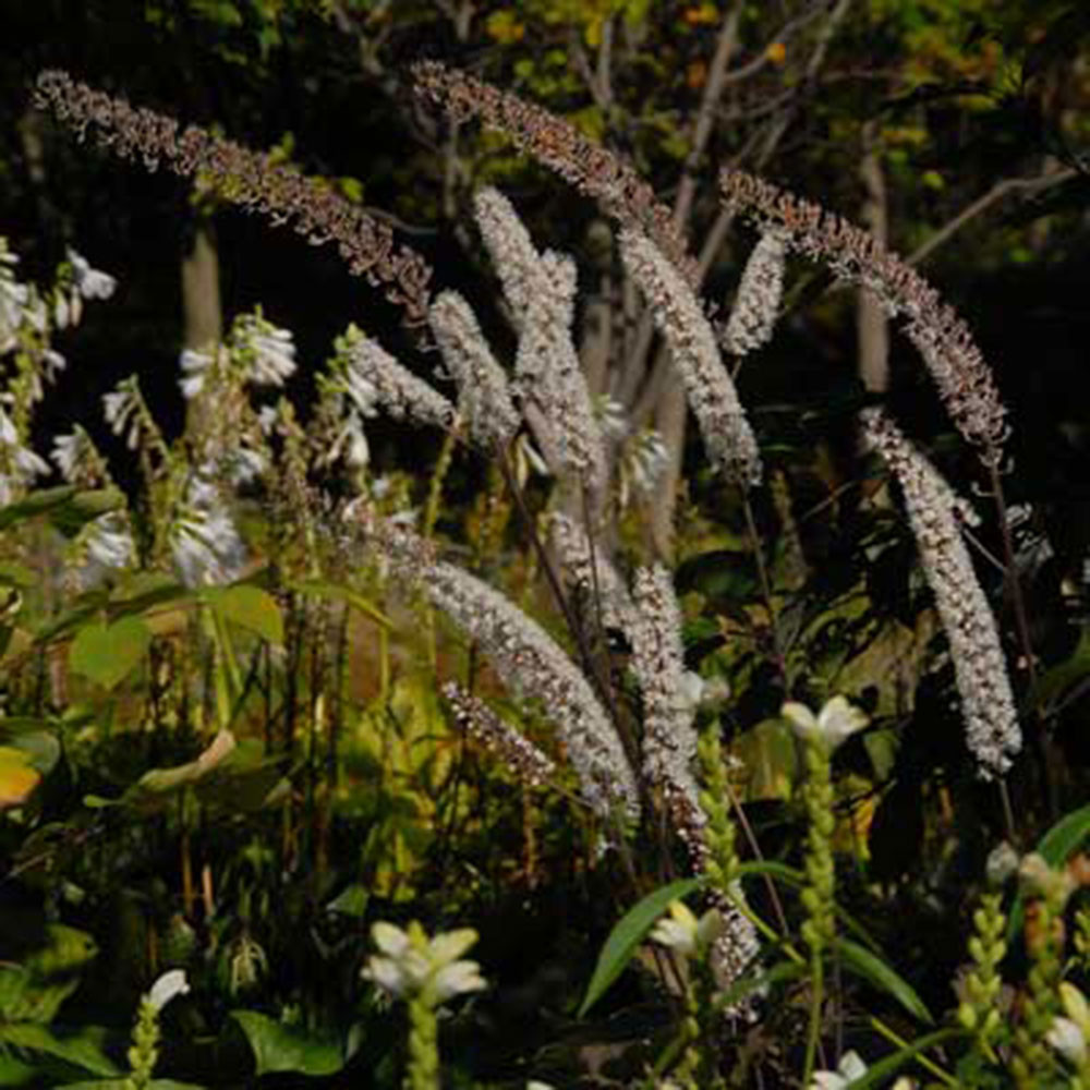 Plant Catalog - Page 2