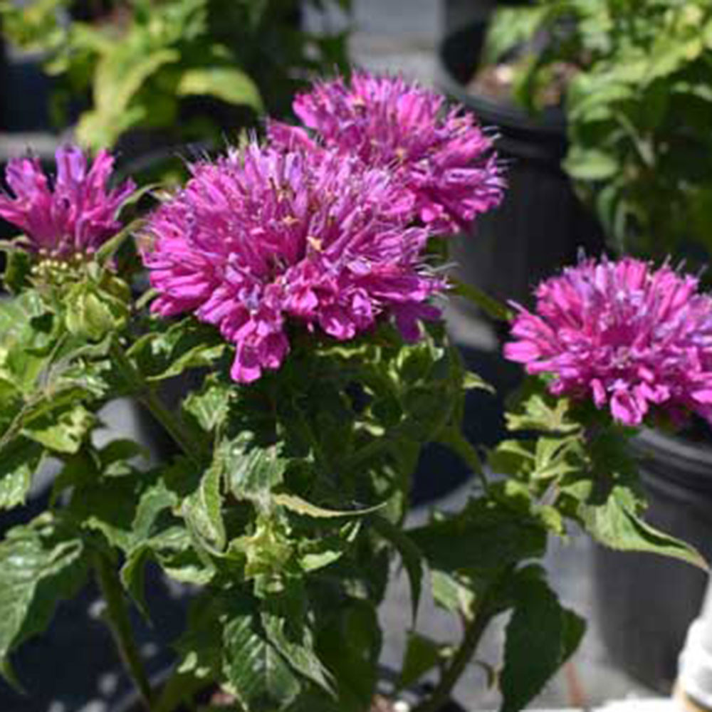 Monarda didyma 'Purple Rooster' - Horsford Gardens and Nursery