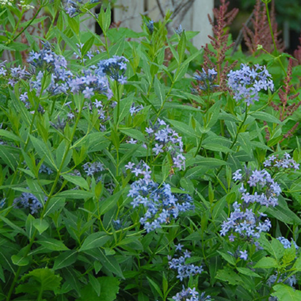 Amsonia 'Blue Ice' - Horsford Gardens and Nursery