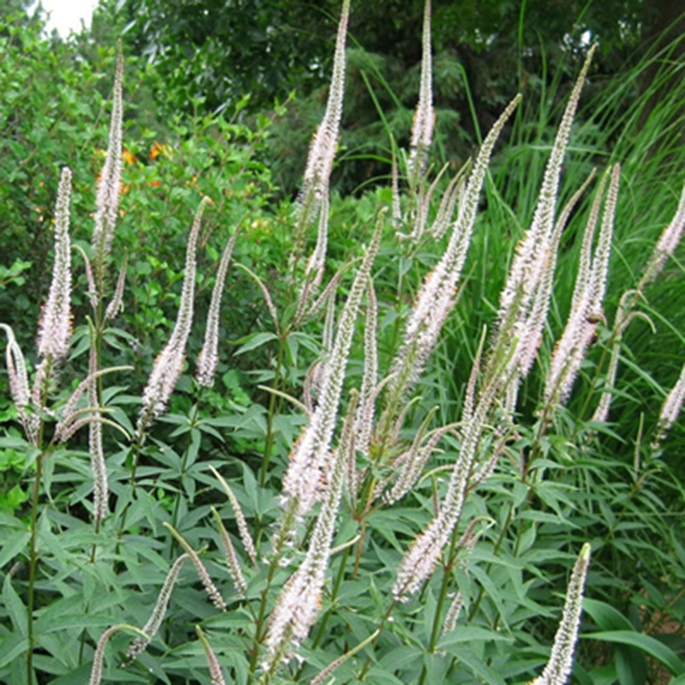 Culver's Root