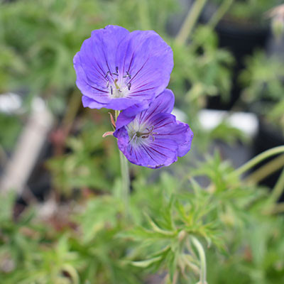 Geranium 'Raven' - Horsford Gardens and Nursery