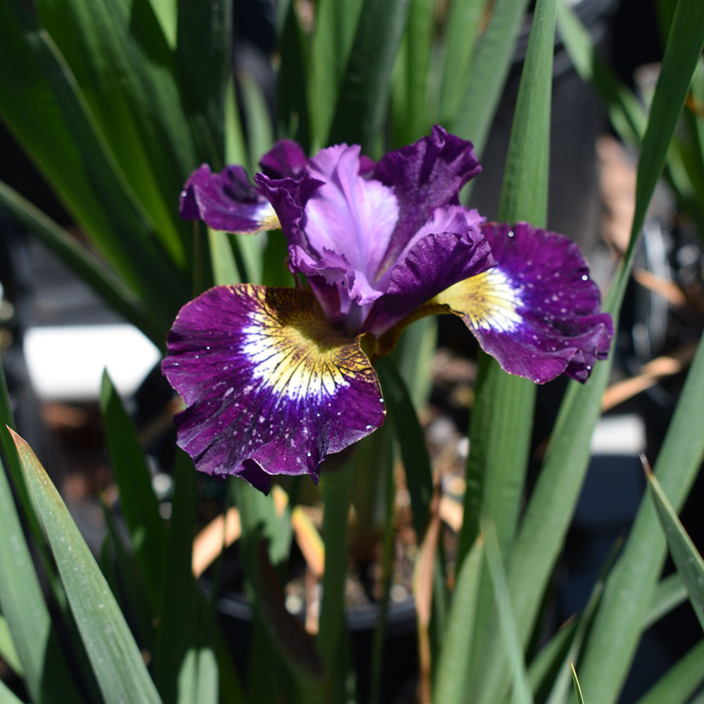 Iris siberian 'Pink Parfait' - Horsford Gardens and Nursery