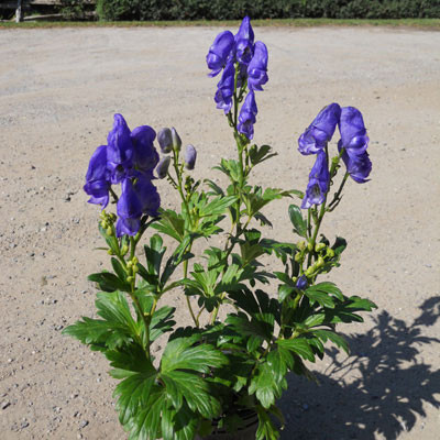 Monkshood