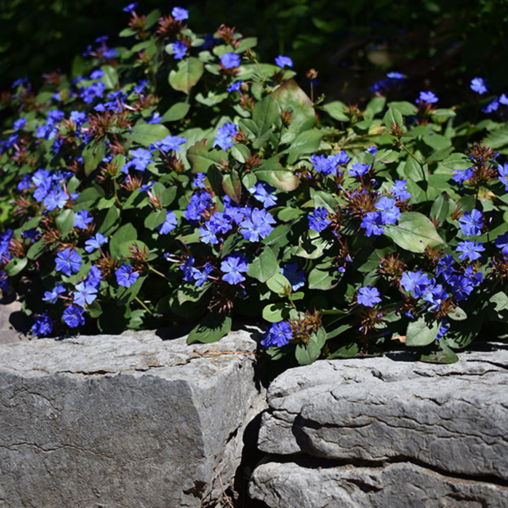Ceratostigma plumbaginoides - Horsford Gardens and Nursery