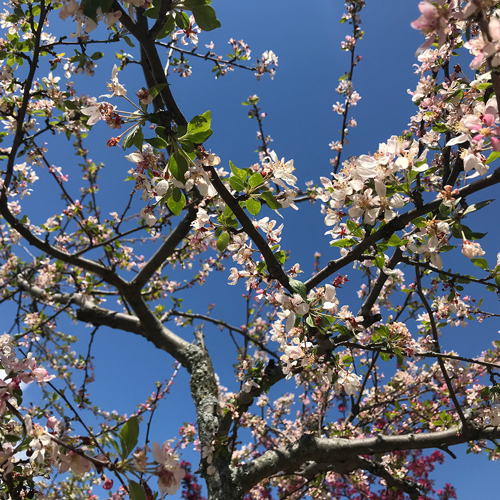 Malus 'Spring Snow' - Horsford Gardens and Nursery