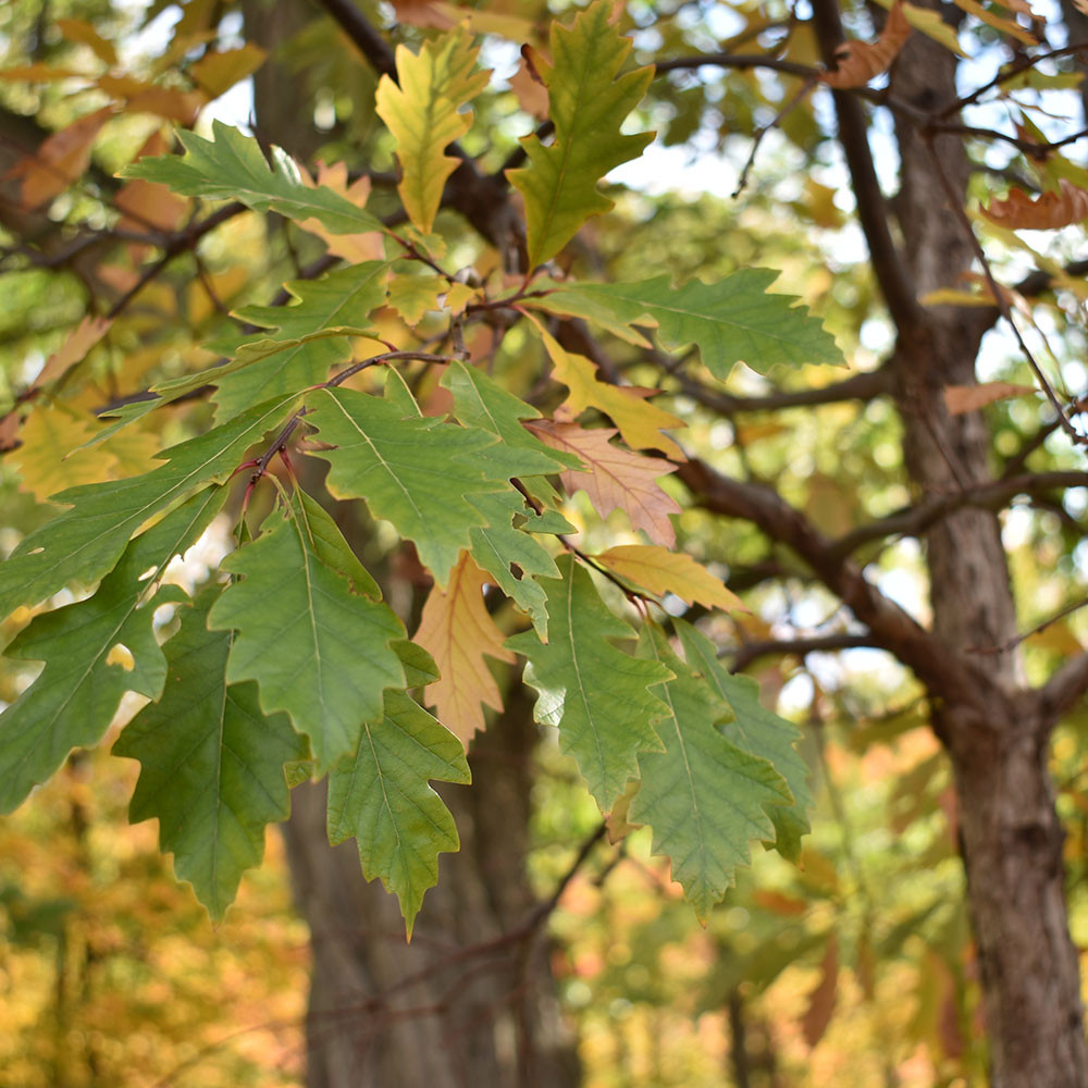 Quercus bicolor - Horsford Gardens and Nursery