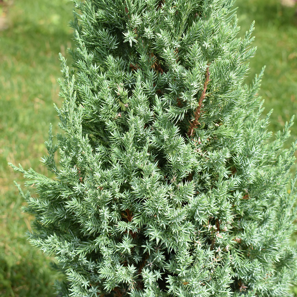 Juniperus chinensis 'Hetzii Columnaris' - Horsford Gardens and Nursery