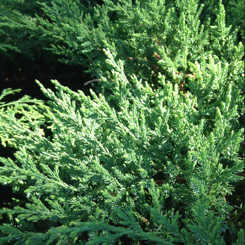 Juniperus chinensis 'Hetzii Columnaris' - Horsford Gardens and Nursery