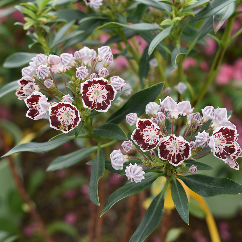 Broadleaf Evergreens
