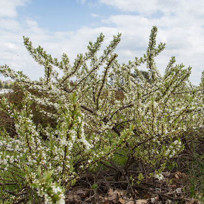 Prunus pumila 'Jade Parade' - Horsford Gardens and Nursery