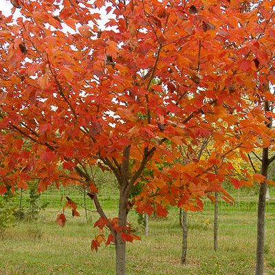 Deciduous Trees