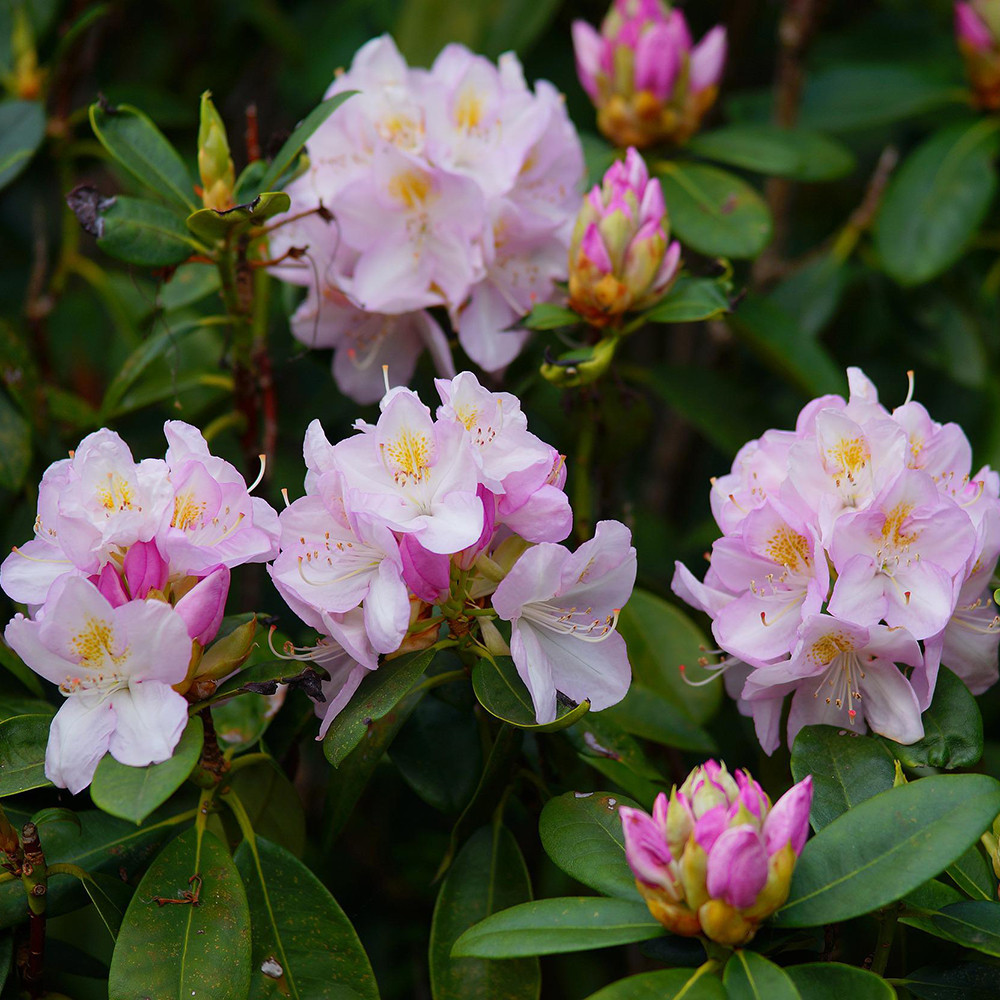 Broadleaf Evergreens