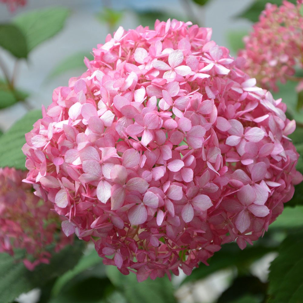 Hydrangea arborescens 'Pinky Pollen Ring' - Horsford Gardens and Nursery