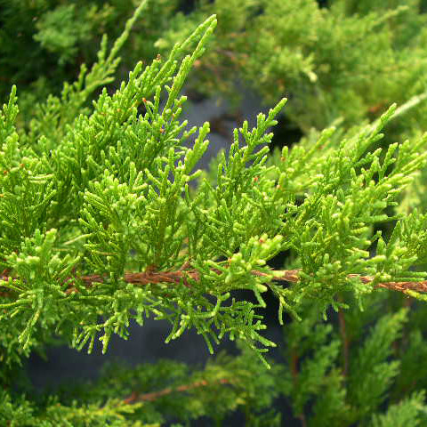 Juniperus chinensis 'Hetzii Columnaris' - Horsford Gardens and Nursery