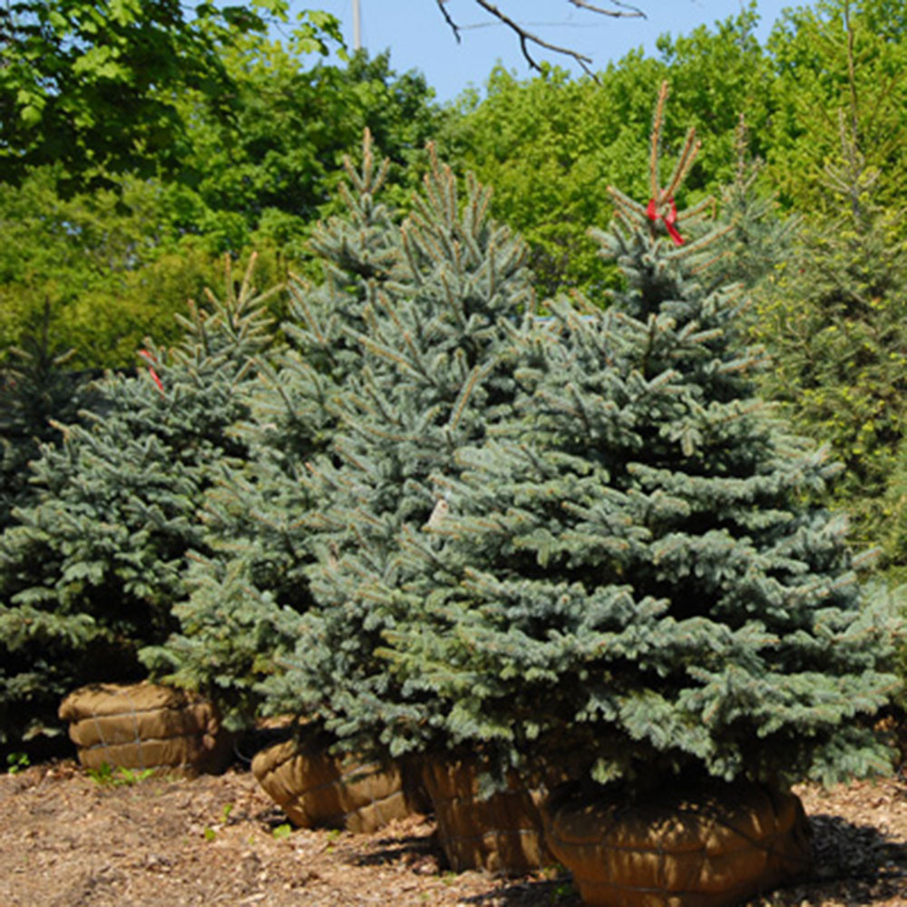 Picea glauca densata - Horsford Gardens and Nursery