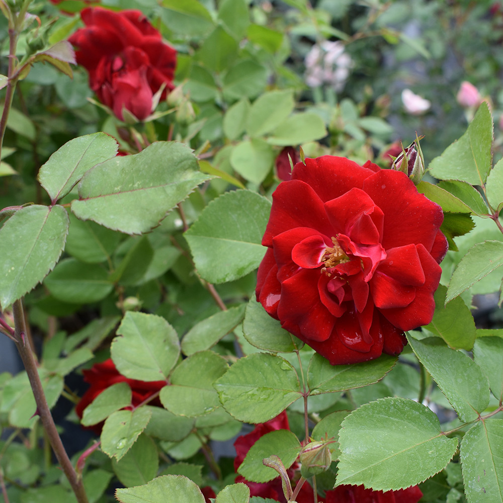 Roses