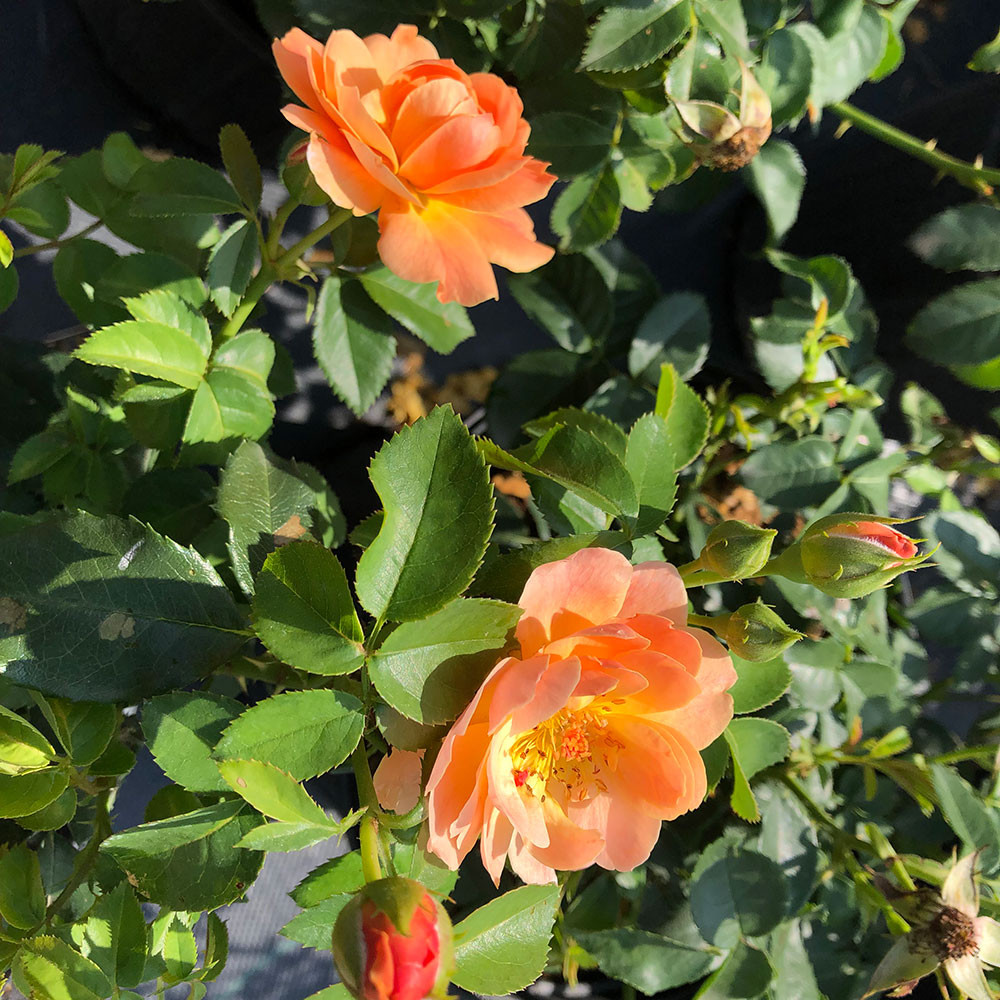 Roses