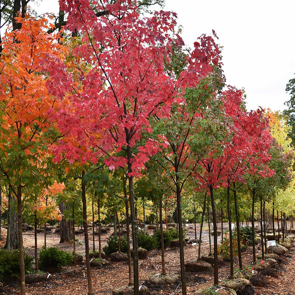 Acer rubrum 'Autumn Radiance' - Horsford Gardens and Nursery
