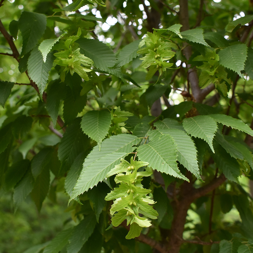 Carpinus caroliniana 'Autumn Fire' - Horsford Gardens and Nursery