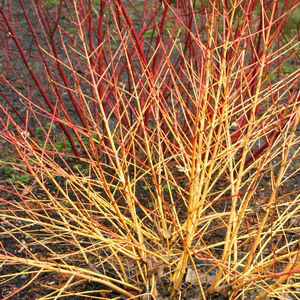 Cornus sericea 'Arctic Fire' - Horsford Gardens and Nursery