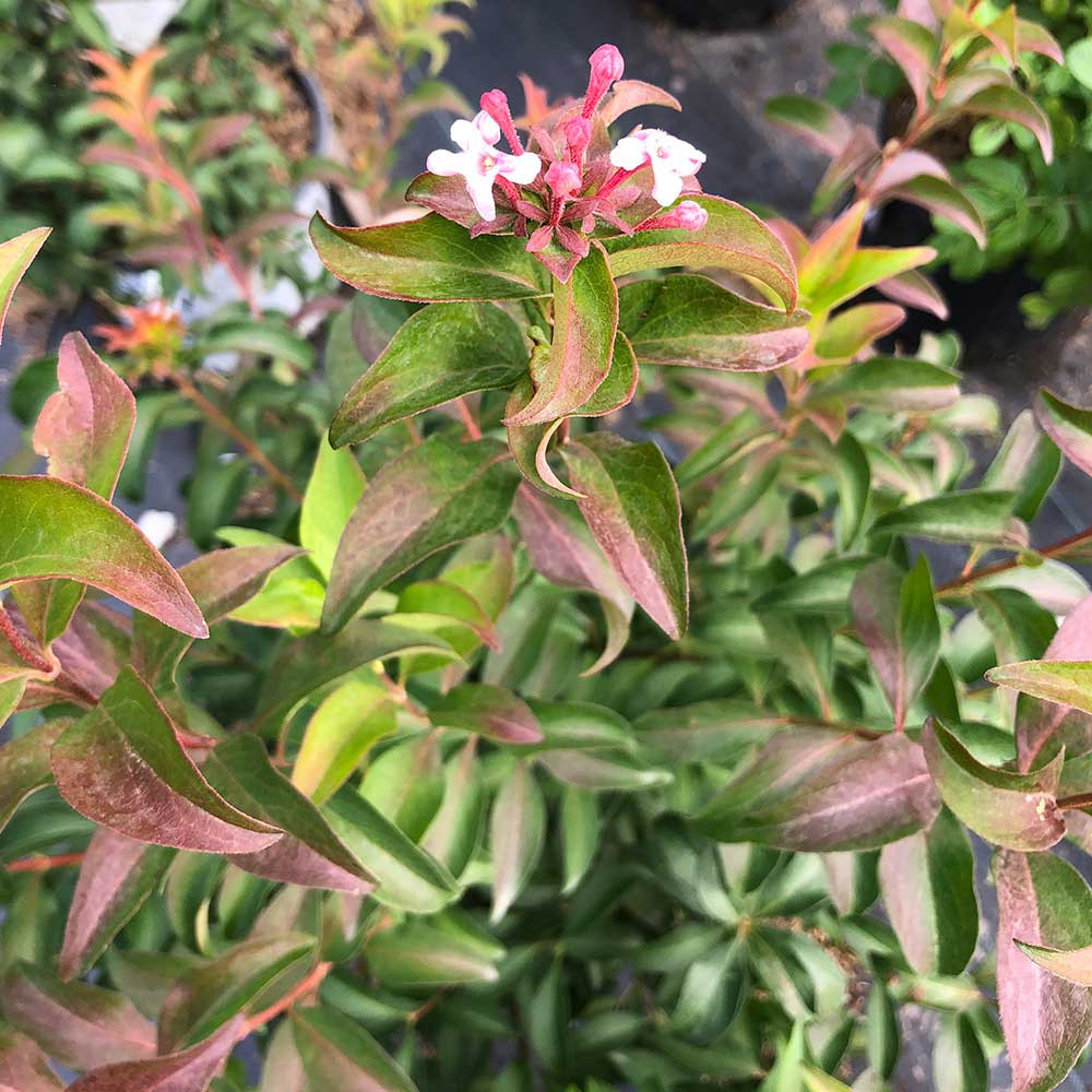 Plant Catalog