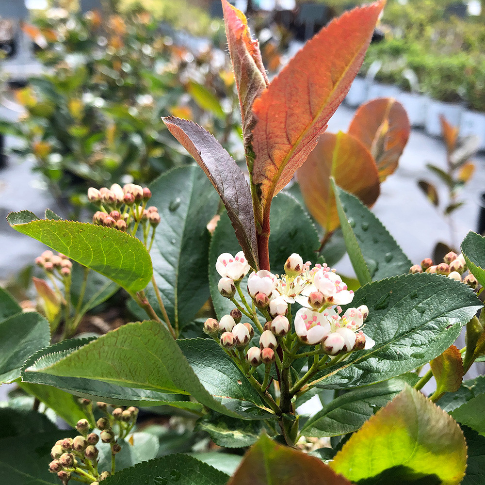 Aronia melanocarpa 'Ground Hug' - Horsford Gardens and Nursery
