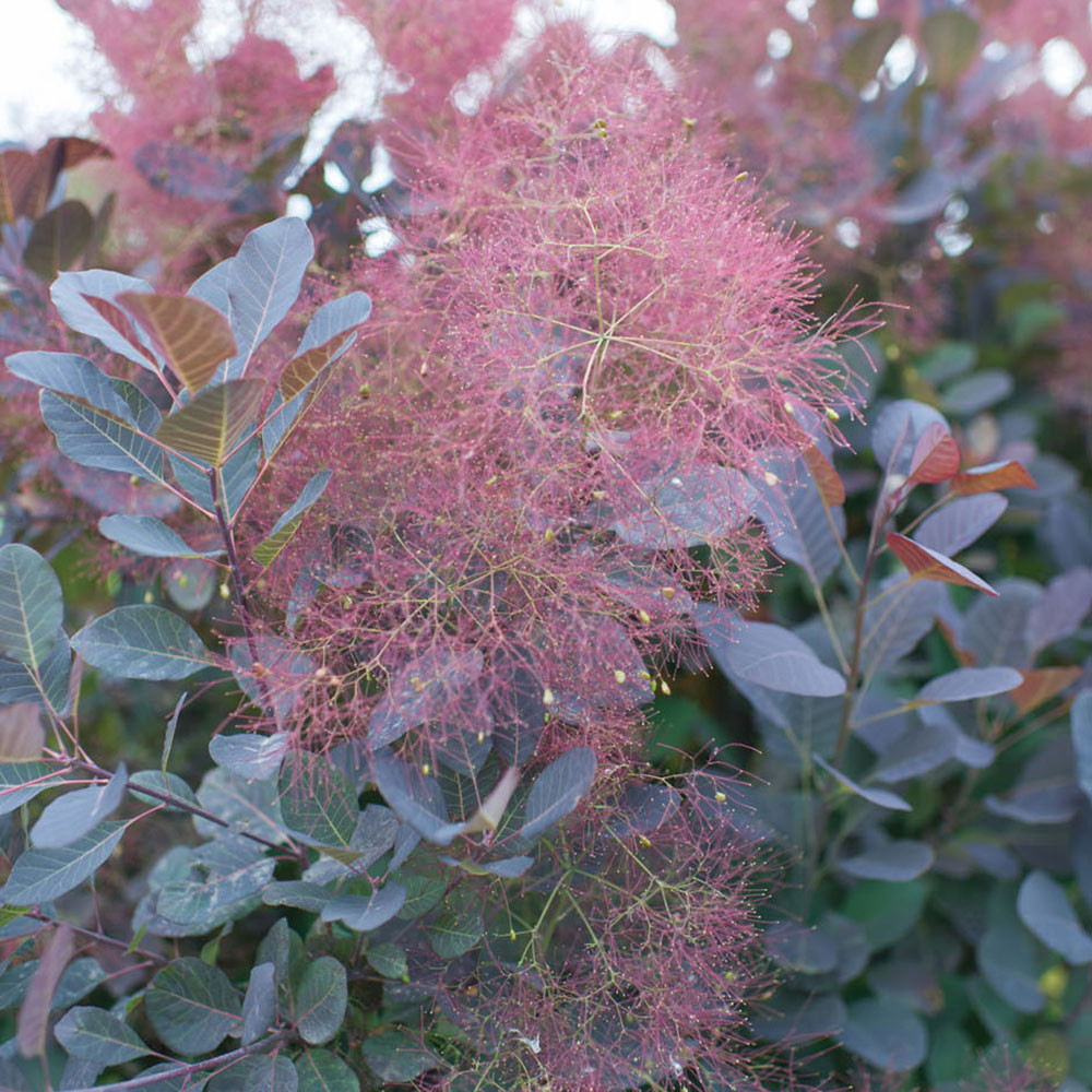 Cotinus coggygria 'Velveteeny' - Horsford Gardens and Nursery