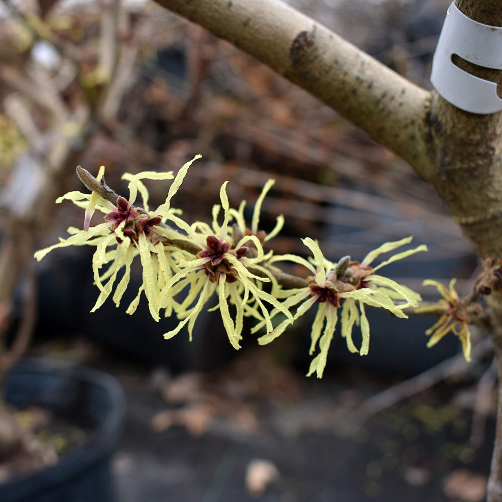 Hamamelis vernalis - Horsford Gardens and Nursery