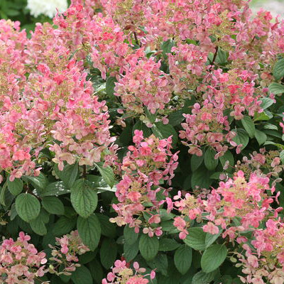 Hydrangea paniculata 'Little Quick Fire' - Horsford Gardens and Nursery