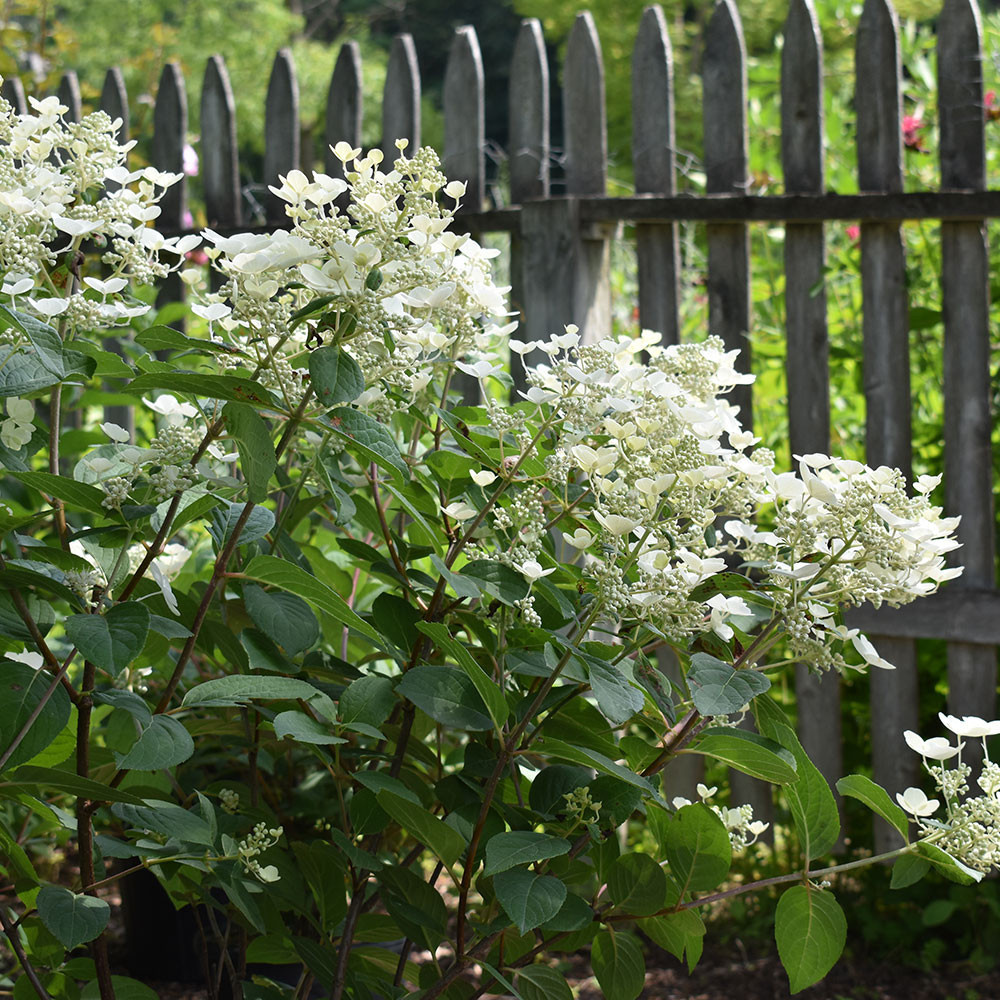 Hydrangea paniculata 'Little Quick Fire' - Horsford Gardens and Nursery