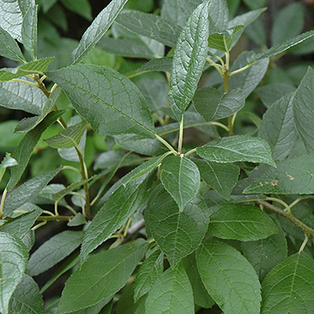 Ilex verticillata 'Red Sprite' - Horsford Gardens and Nursery
