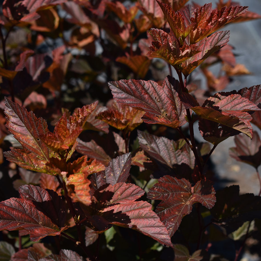 Physocarpus opulifolius 'Little Devil' - Horsford Gardens and Nursery