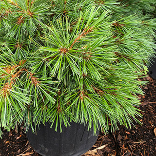 Dwarf Eastern White Pine Products - Horsford Gardens and Nursery