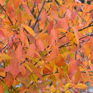 Amelanchier x 'Autumn Brilliance' (Clump) - Horsford Gardens and Nursery