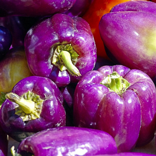 Purple Beauty Pepper Products - Horsford Gardens and Nursery