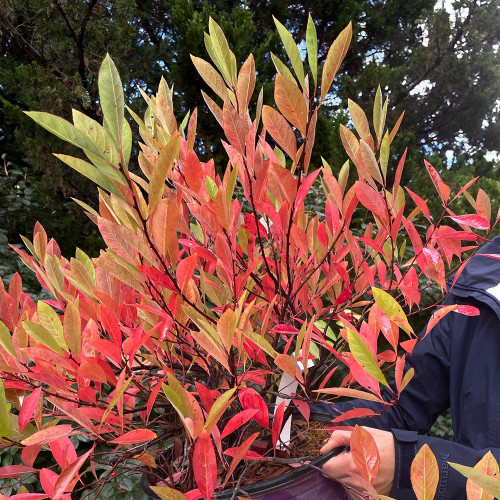 Prunus pumila 'Jade Parade' - Horsford Gardens and Nursery