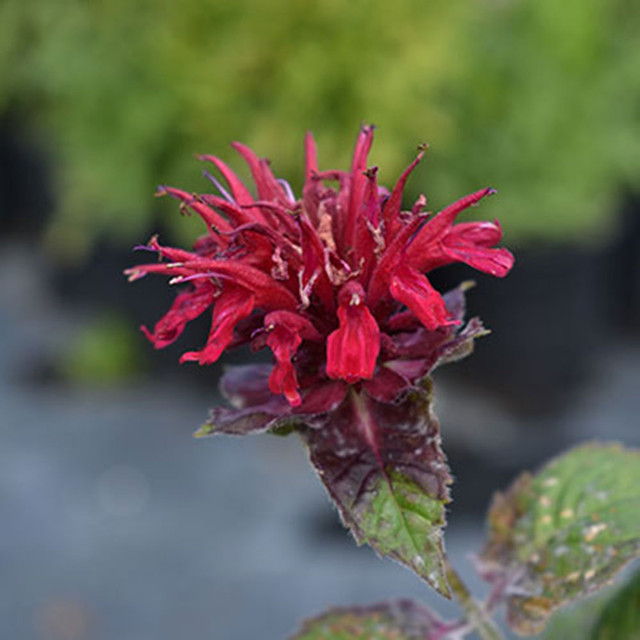 Monarda punctata - Horsford Gardens and Nursery