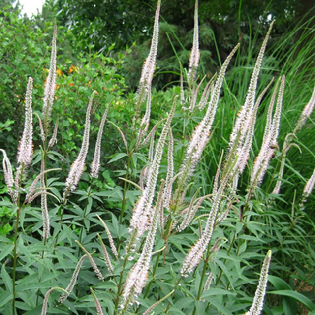 Culver's Root